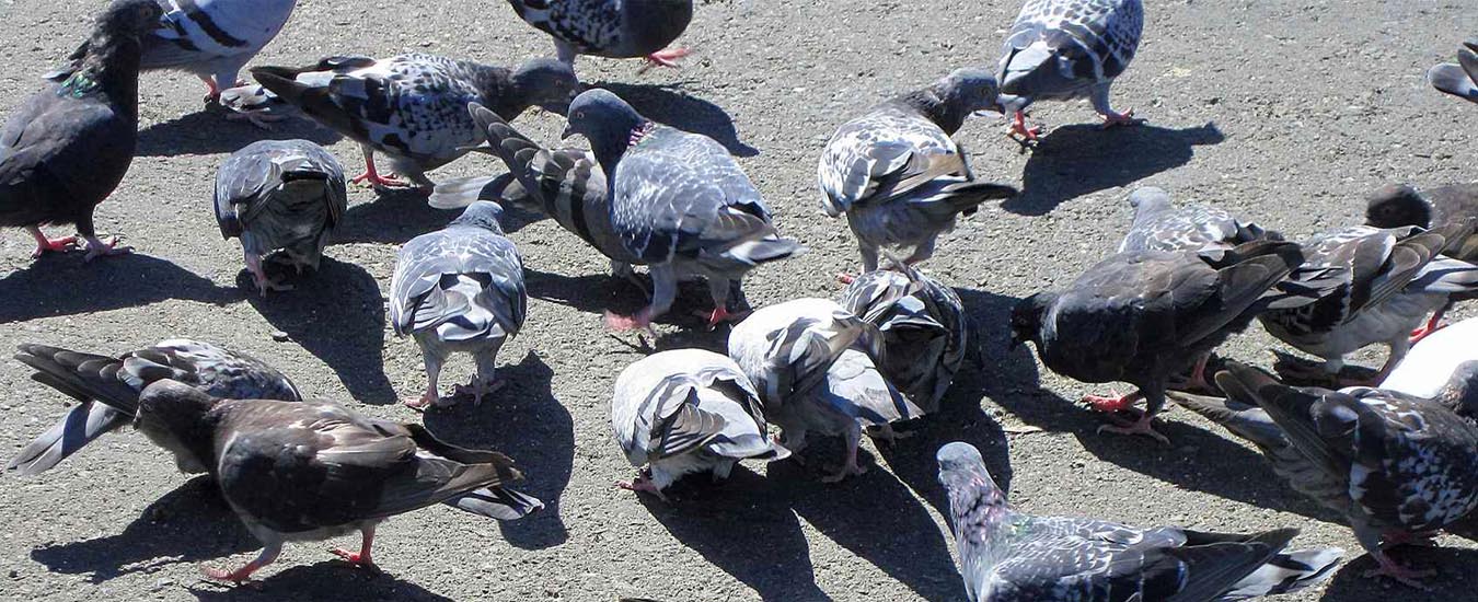 How can hiring professional bird removal company help? - We Clean Pests